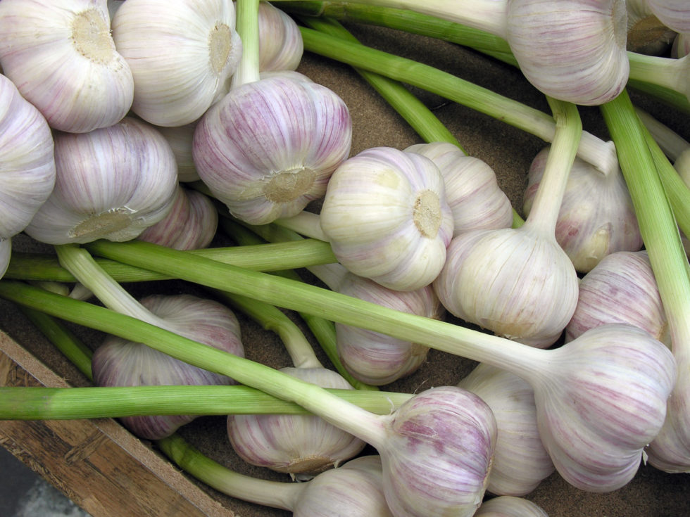 AJO SPRING VIOLETA | AJOS PALACIOS. Producción, comercialización y ...